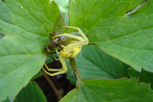 Minibeasts: Spiders | Teaching Resources