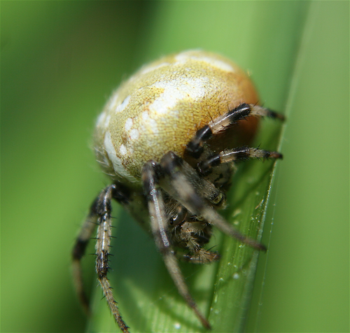 Minibeasts: Spiders | Teaching Resources