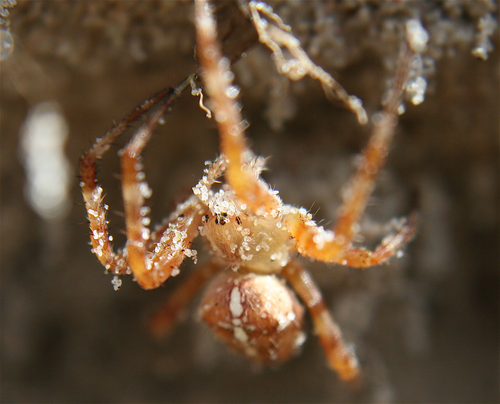 Minibeasts: Spiders | Teaching Resources