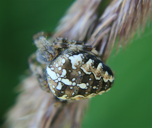 Minibeasts: Spiders | Teaching Resources