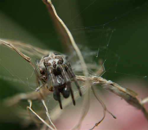 Minibeasts: Spiders | Teaching Resources