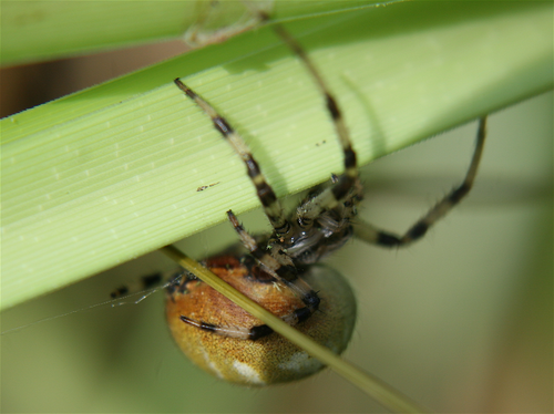 Minibeasts: Spiders | Teaching Resources