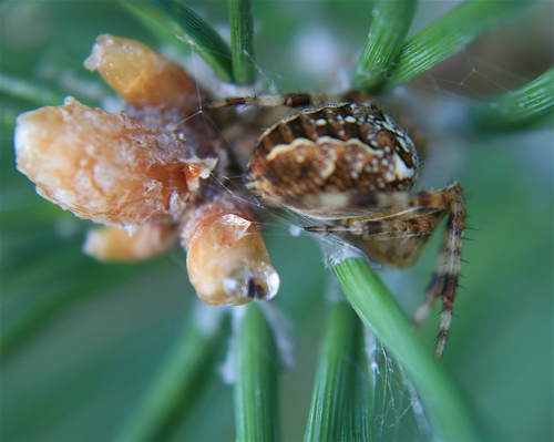 Minibeasts: Spiders | Teaching Resources