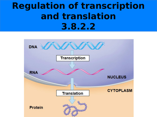 Regulation of transcription and translation_AQA_7402_Yr13 | Teaching ...