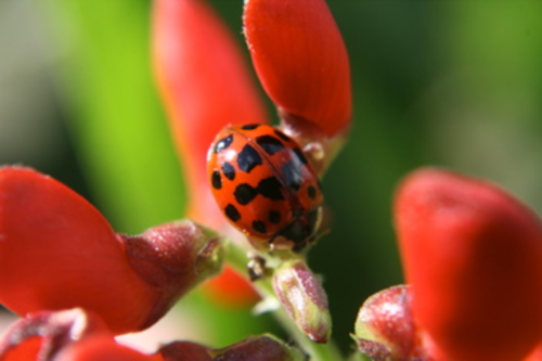 Minibeasts: Ladybirds | Teaching Resources