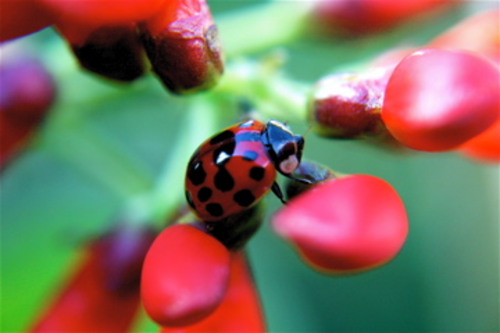 Minibeasts: Ladybirds | Teaching Resources