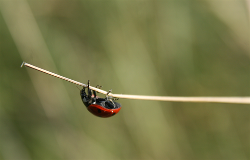 Minibeasts: Ladybirds | Teaching Resources