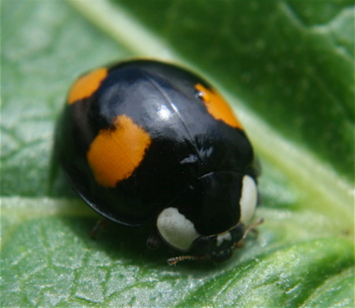 Minibeasts: Ladybirds | Teaching Resources