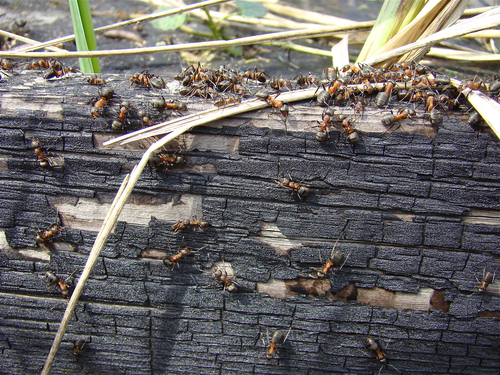 Minibeasts: Ants | Teaching Resources
