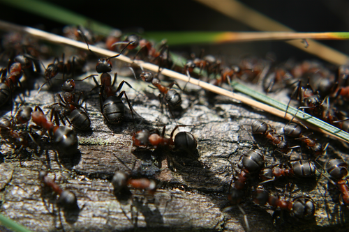Minibeasts: Ants | Teaching Resources