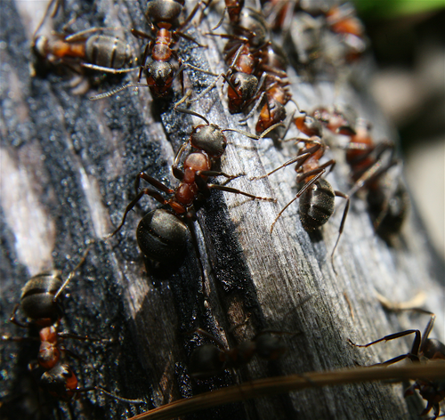 Minibeasts: Ants | Teaching Resources