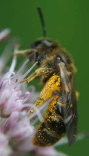 Minibeasts: Bees and Wasps | Teaching Resources