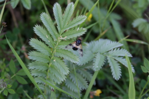 Minibeasts: Bees and Wasps | Teaching Resources