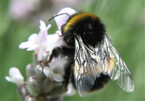 Minibeasts: Bees and Wasps | Teaching Resources