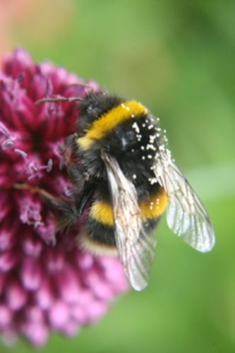 Minibeasts: Bees and Wasps | Teaching Resources