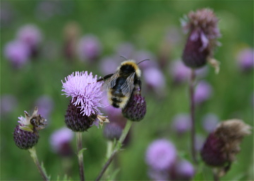 Minibeasts: Bees and Wasps | Teaching Resources