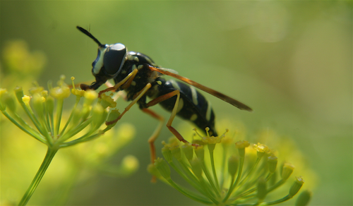 Minibeasts: Bees and Wasps | Teaching Resources