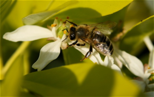 Minibeasts: Bees and Wasps | Teaching Resources
