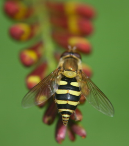 Minibeasts: Bees and Wasps | Teaching Resources