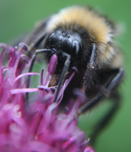 Minibeasts: Bees and Wasps | Teaching Resources