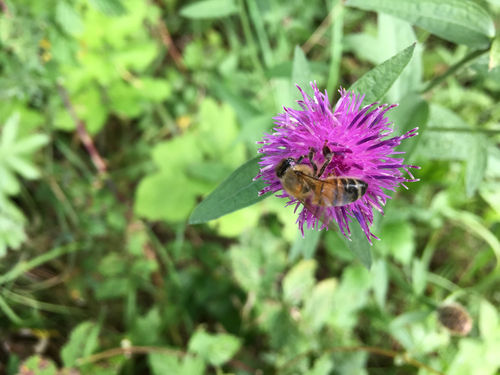 Minibeasts: Bees and Wasps | Teaching Resources