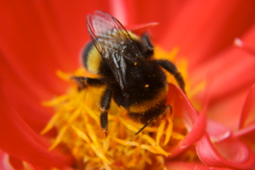 Minibeasts: Bees and Wasps | Teaching Resources