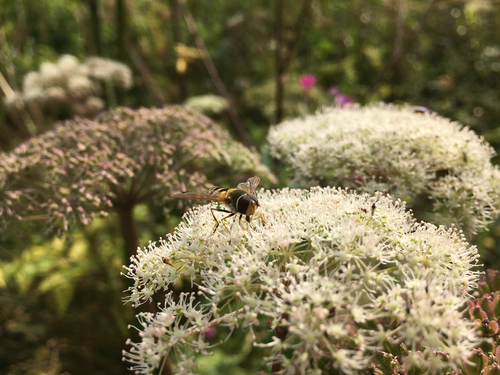 Minibeasts: Bees and Wasps | Teaching Resources