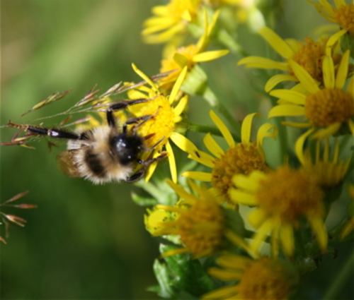 Minibeasts: Bees and Wasps | Teaching Resources