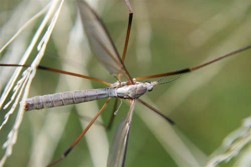 Minibeasts: Daddy long legs | Teaching Resources
