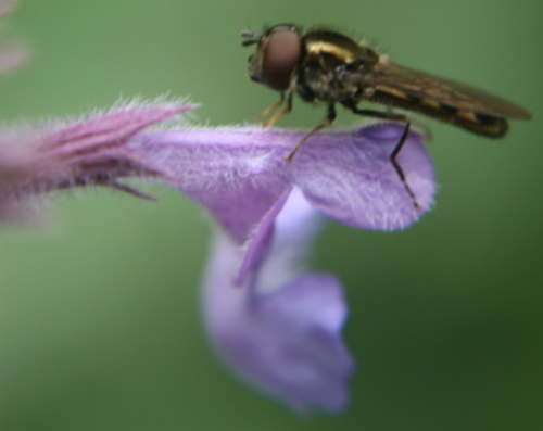 Minibeasts: Flies and Insects | Teaching Resources