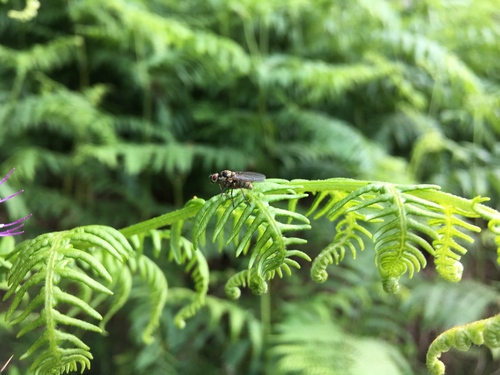 Minibeasts: Flies and Insects | Teaching Resources