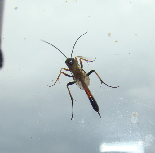 Minibeasts: Flies and Insects | Teaching Resources