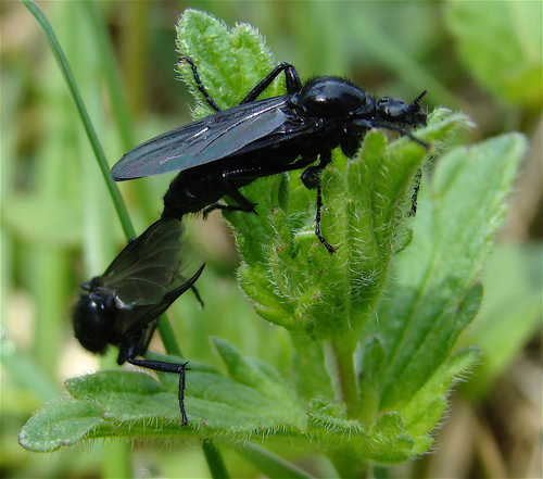 Minibeasts: Flies and Insects | Teaching Resources