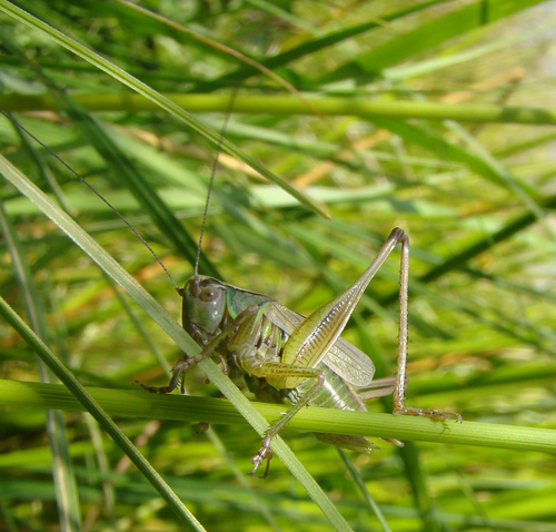 Grasshoppers and Crickets (Minibeasts) | Teaching Resources