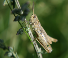 Grasshoppers and Crickets (Minibeasts) | Teaching Resources