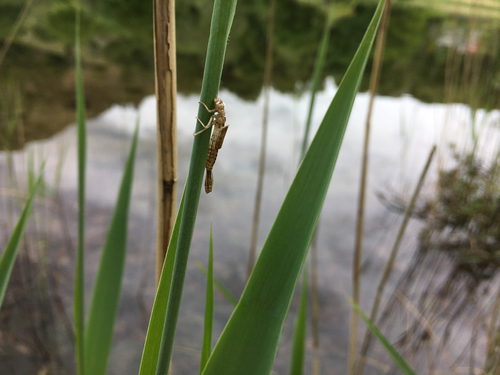 Minibeasts: Pond Creatures | Teaching Resources