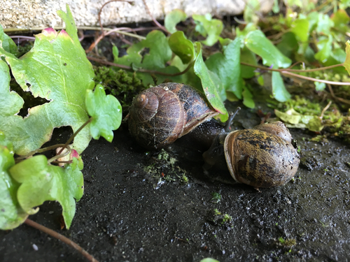 Minibeasts: Snails | Teaching Resources