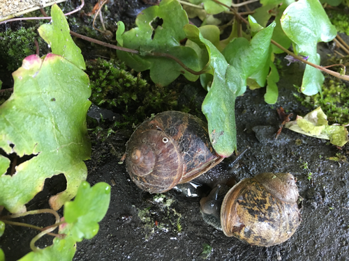 Minibeasts: Snails | Teaching Resources