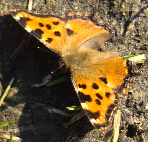 Minibeasts: Butterflies and Moths | Teaching Resources