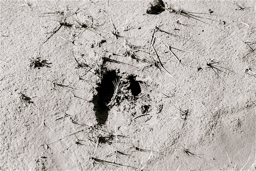 Animal Tracks | Teaching Resources