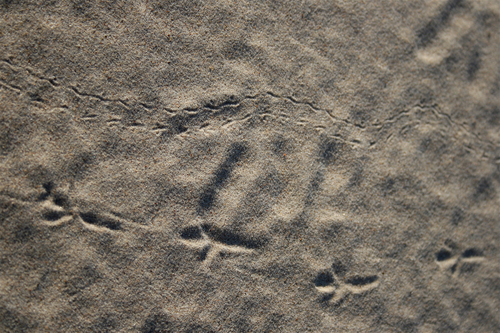 Animal Tracks | Teaching Resources