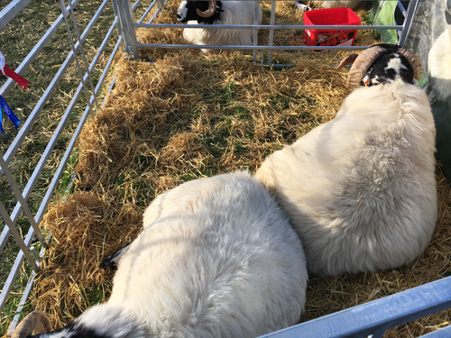 Sheep: Animals and Farming | Teaching Resources