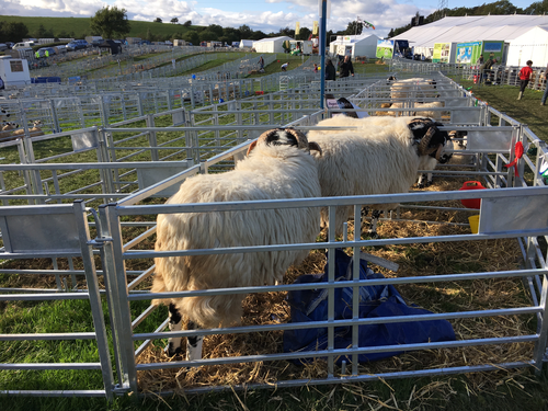 Sheep: Animals and Farming | Teaching Resources