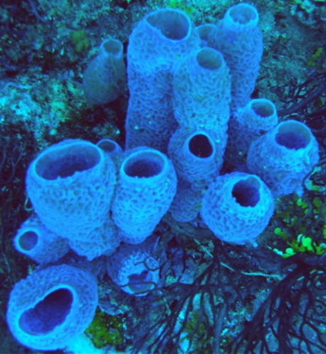 Coral Reefs: Under the Sea | Teaching Resources