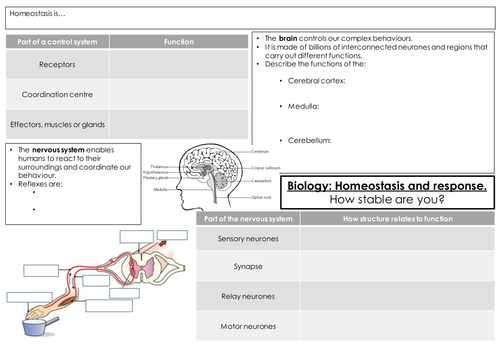 AQA Biology 2018 Homeostasis and response revision mat | Teaching Resources