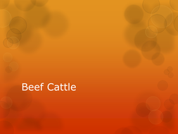 Agriculture: Beef Cattle PowerPoint presentation | Teaching Resources