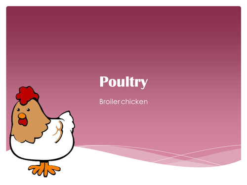 Agriculture: Poultry (Chickens) PowerPoint Presentations - Meat and ...