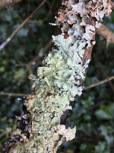 Lichens | Teaching Resources