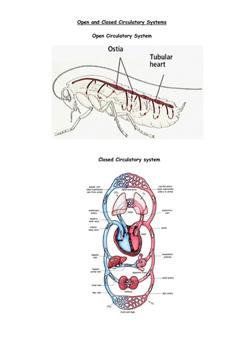 OCR A Level Biology (H020) Module 3 - Blood Vessels | Teaching Resources OCR A Level Biology (H020) Module 3 - Blood Vessels | Teaching Resources