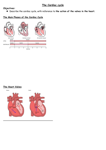 OCR A Level Biology (H020) Module 3 - Cardiac cycle | Teaching Resources OCR A Level Biology (H020) Module 3 - Cardiac cycle | Teaching Resources